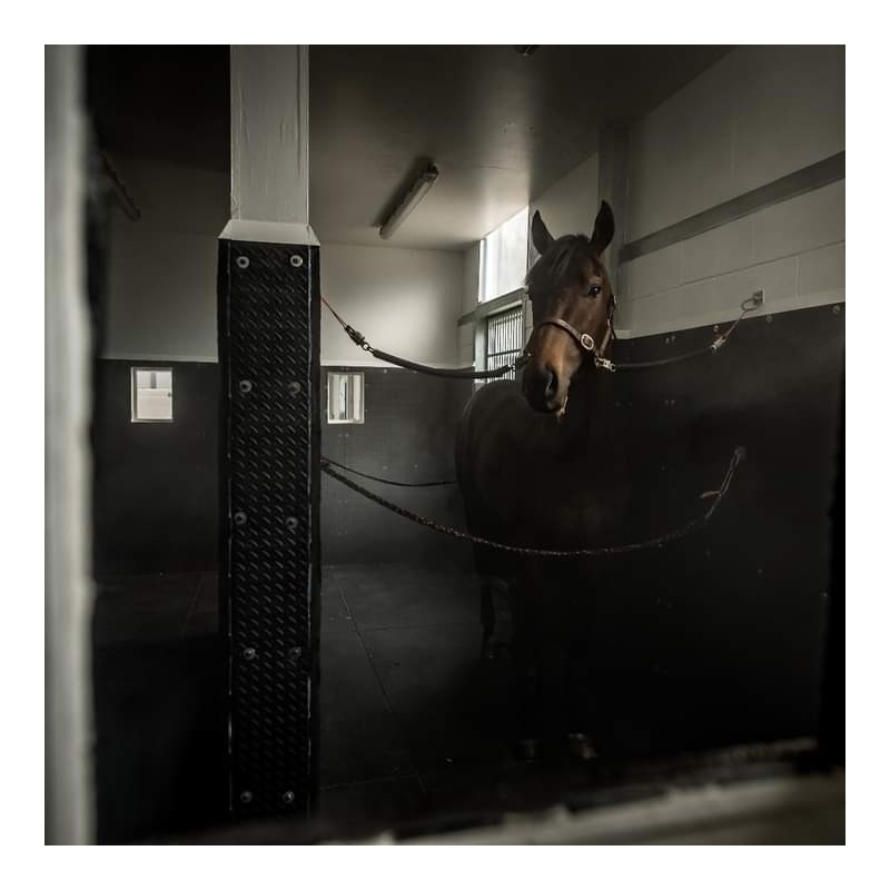 NEWMARKET EQUINE SALT THERAPY - Westhead Sellerie